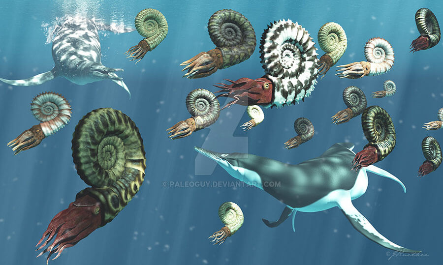 Mundo Pré-Histórico: Amonites (Ammonoidea)