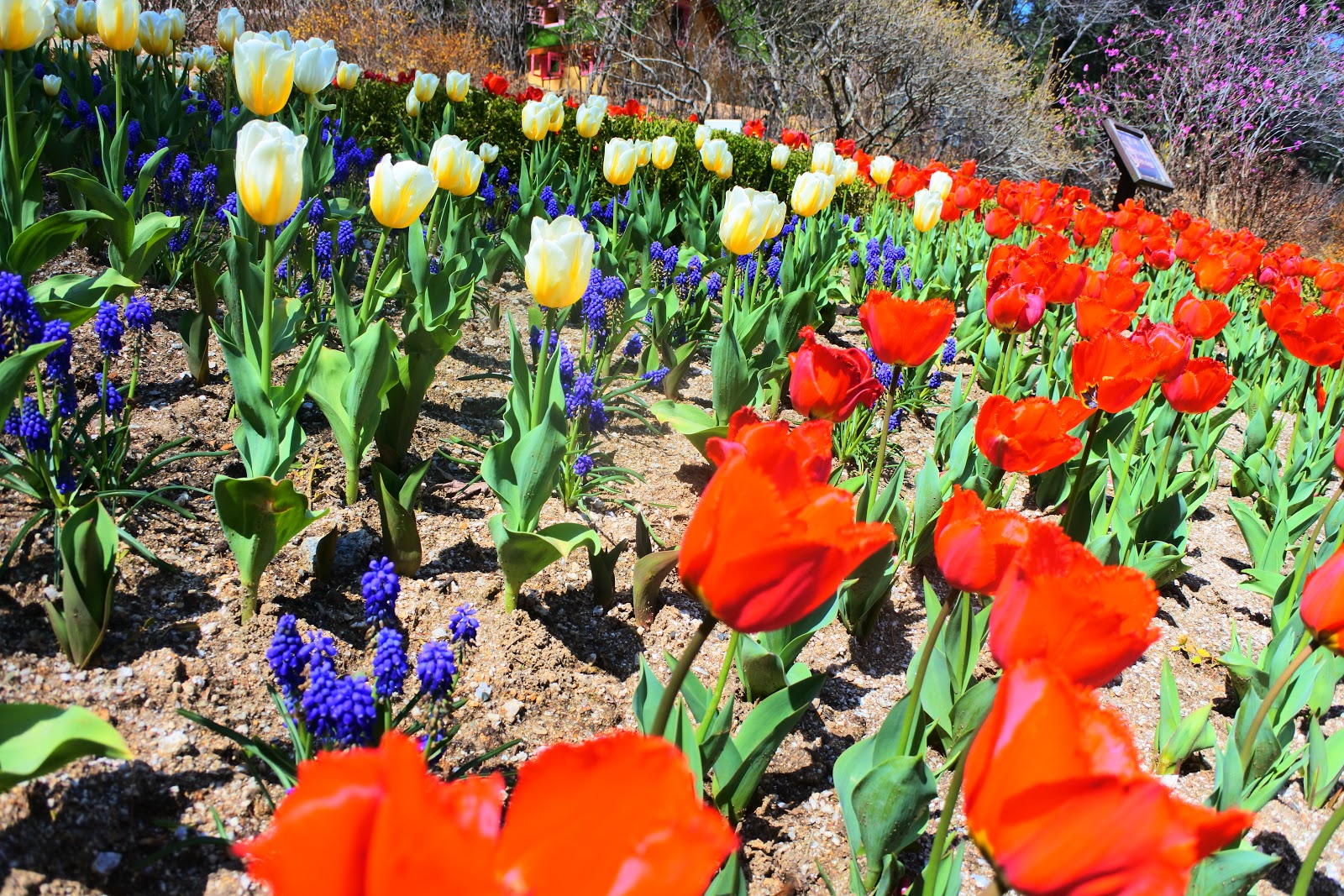 Jalan - jalan Korea 2017: Musim bunga di Garden of Morning Calm dan ...