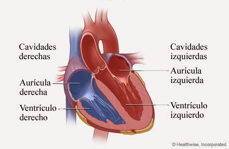 Red med student: Anatomía del corazón