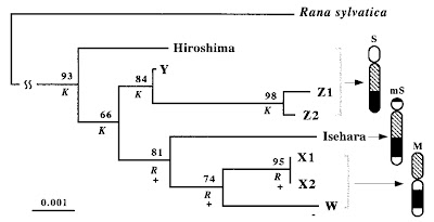 Molecular Evolution Forum: Changes of the XY and ZW Chromosomal Systems ...