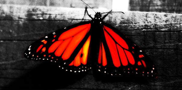 ΟΛΑ ΛΑΘΟΣ...: Monarch Programming and Mind Control.