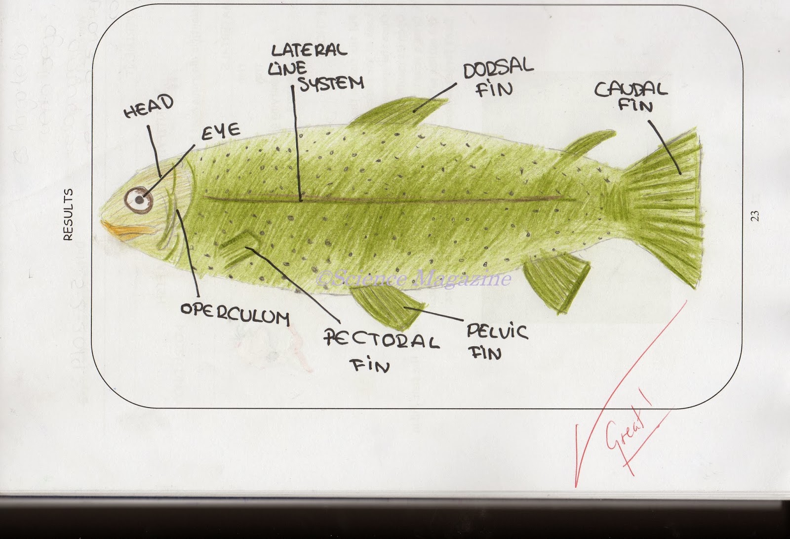 Science Magazine: STUDYING THE ANATOMY OF A FISH AND DRAWING A ...