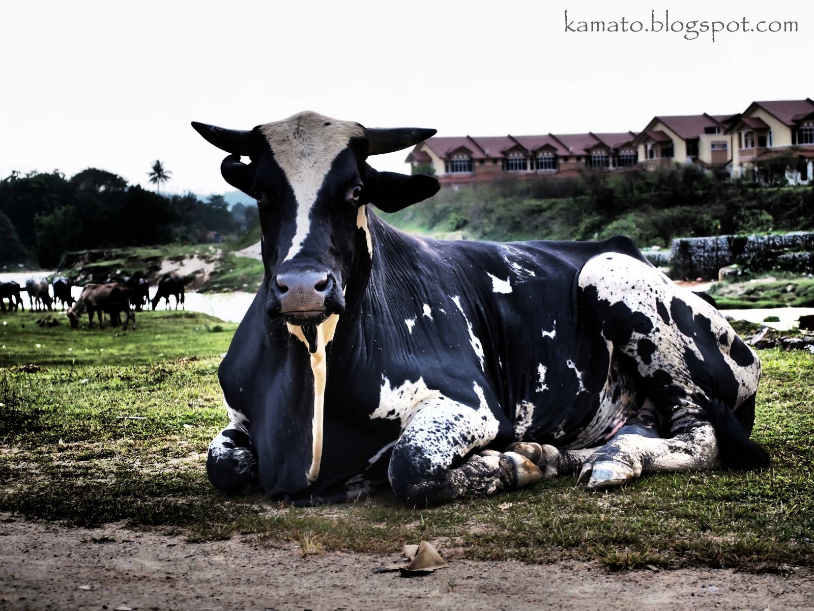 KAMATO: Lembu dan Perumahan