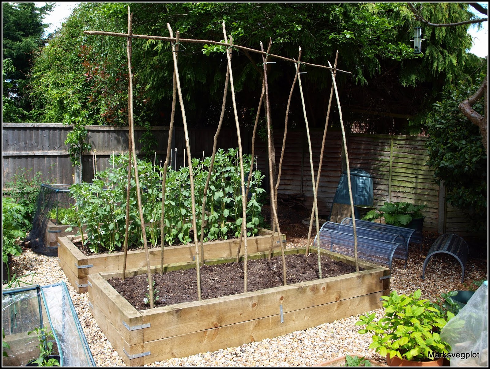 Mark's Veg Plot: Beanpoles