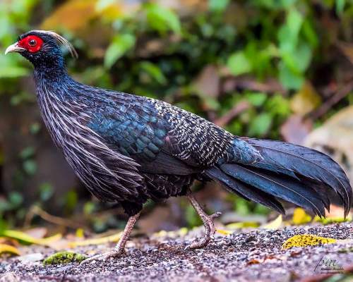 Kalij pheasant photos | Birds of India | Bird World