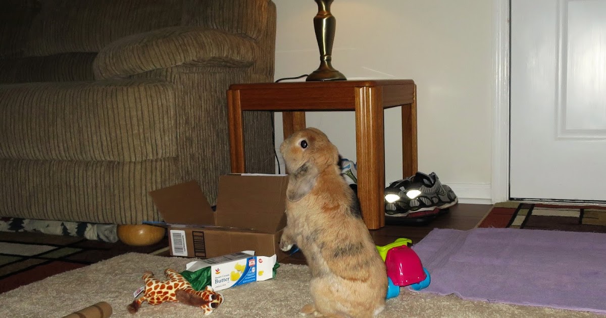 Bunnies and Sunshine: The origin of SuperBun.