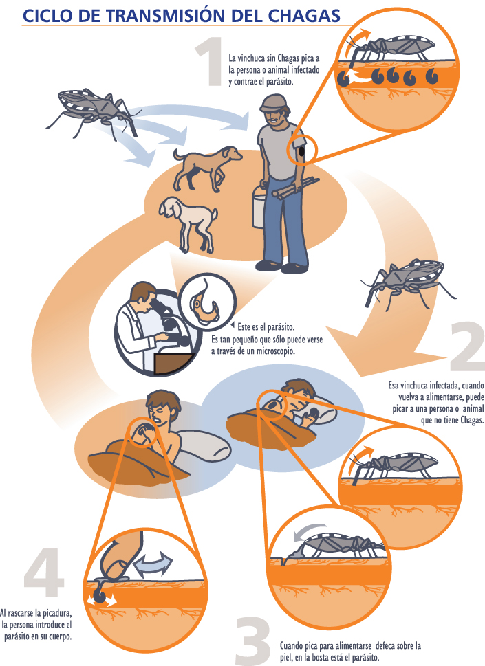 Universidad Maza Saludable: La enfermedad de Chagas
