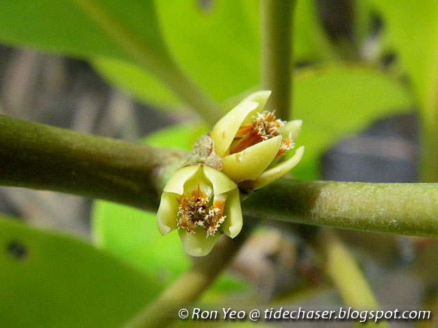 tHE tiDE cHAsER: Ceriops zippeliana