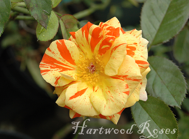 Hartwood Roses: Striped Roses