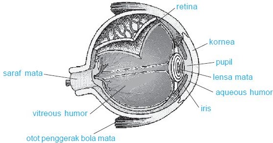 Bagian-bagian Mata sebagai Alat Optik serta Macam-macam Jenis Penyakit ...