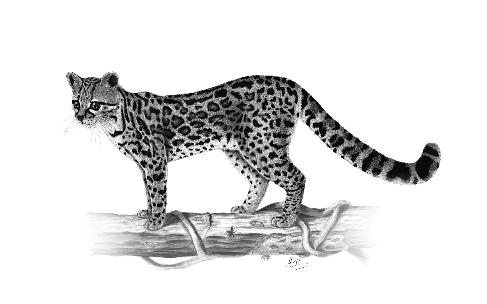 Margay - Mariana Ramos