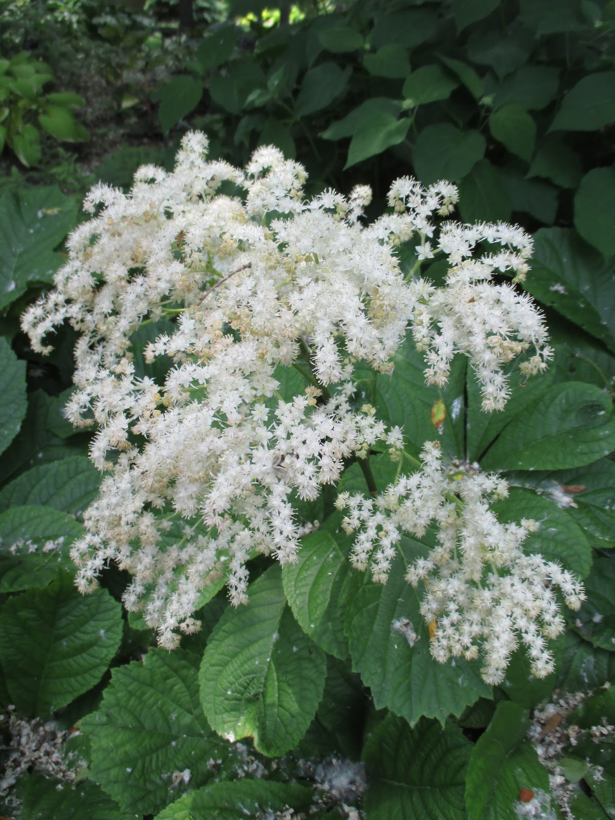 Rotary Botanical Gardens - Hort Blog: The Transition to Summer