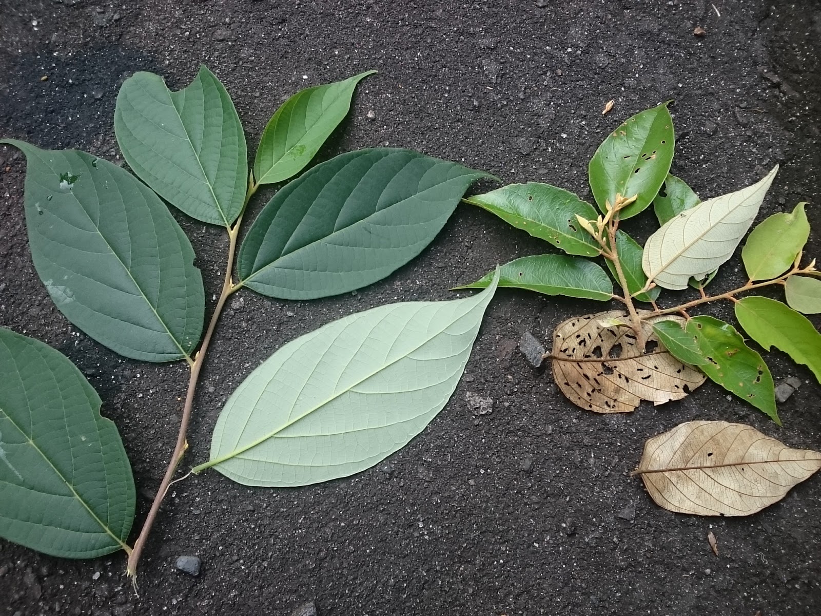 KEMENYAN (Styrax spp.)