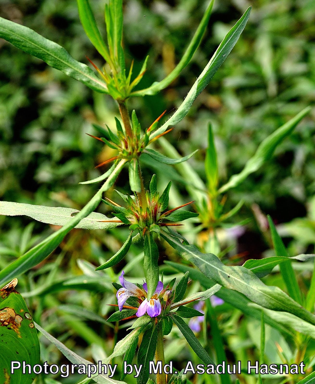 Wild & Garden Flowers: Acanthaceae
