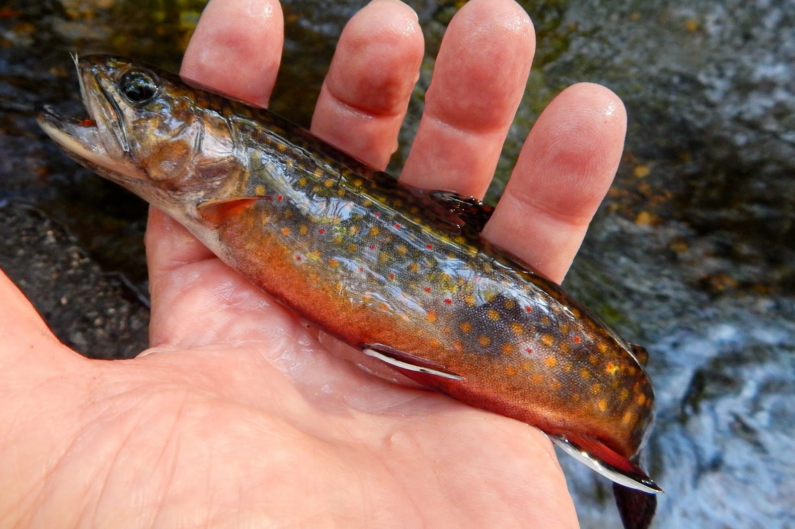 Small Stream Reflections: New Waters, brook trout, and sore legs
