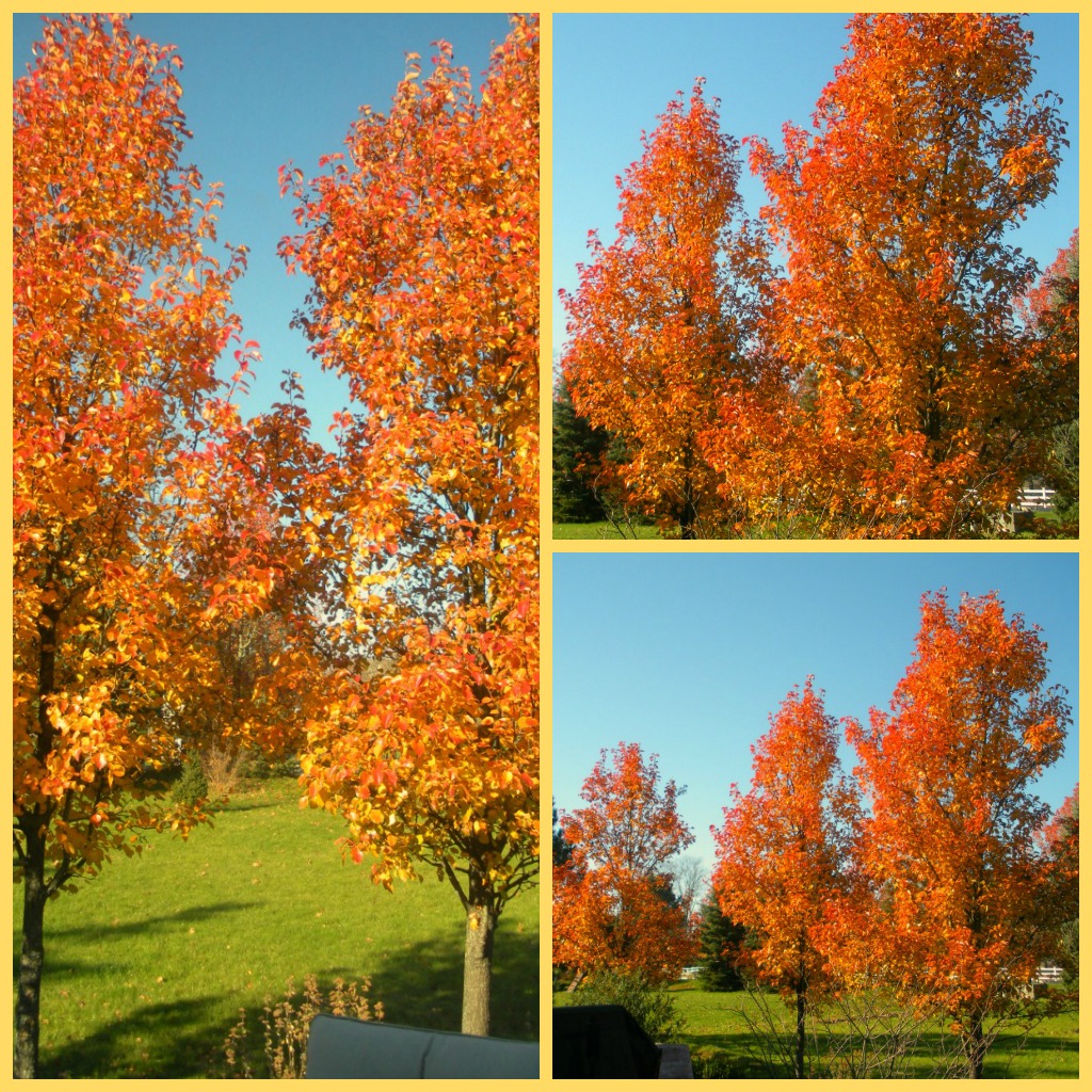 The Nest at Finch Rest: Autumn Trees in Backyard