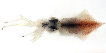 Deep Sea Creatures: Firefly Squid