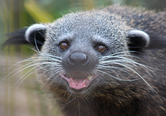 Yorkshire Pudding: Binturong