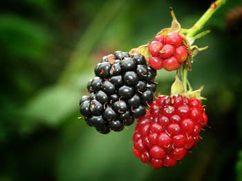FLORES QUE ENCANTAM O MUNDO: FLORES E SUAS DEFINIÇÕES Inflorescência ...