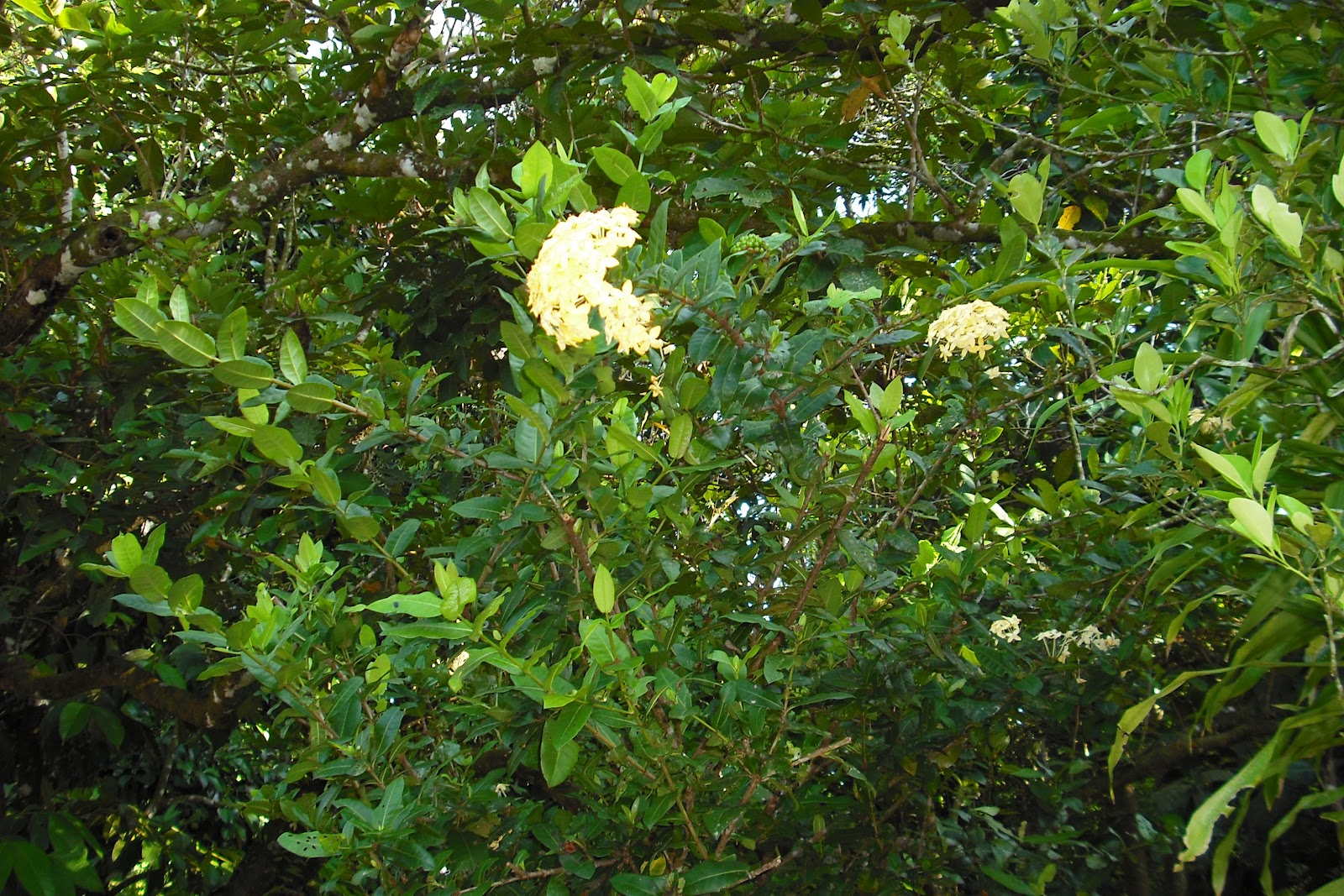 Relatif: Siri 05: Bunga-bungaan