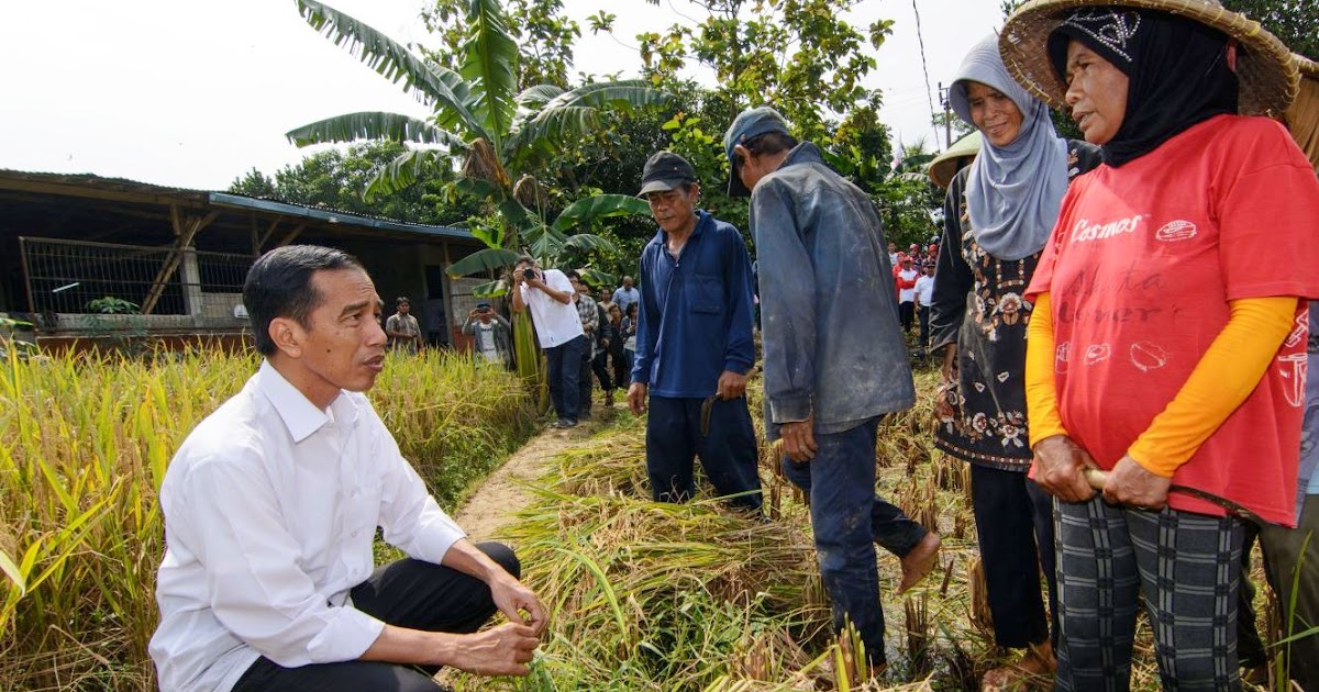 Agromaret Solusi Untuk Para Petani - mastimon.com