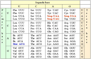 Actuaciencia: Cuando el código genético se hizo carne