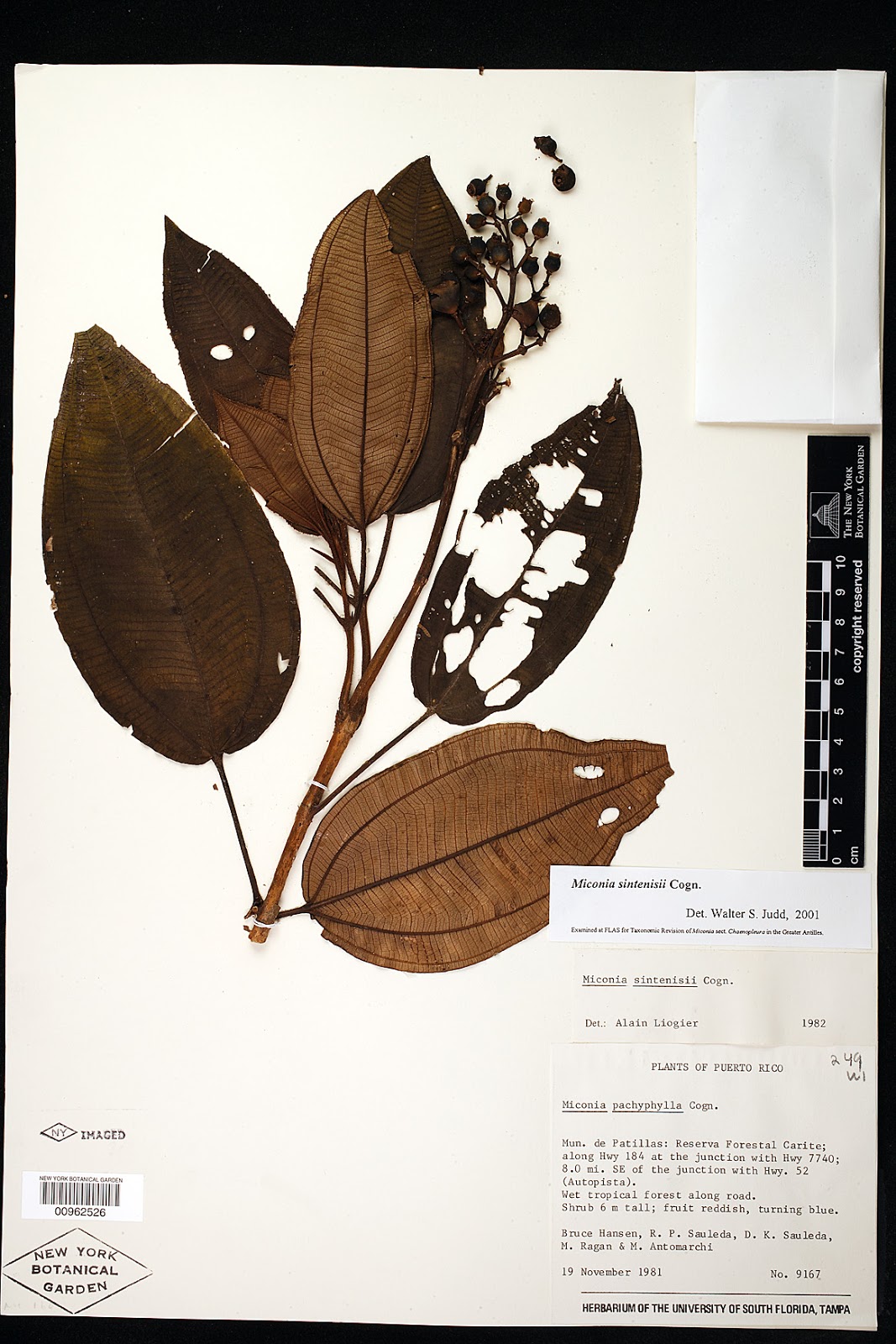 PLANT FAMILIES OF PUERTO RICO AND FLORIDA PAPO VIVES: MELASTOMATACEAE ...