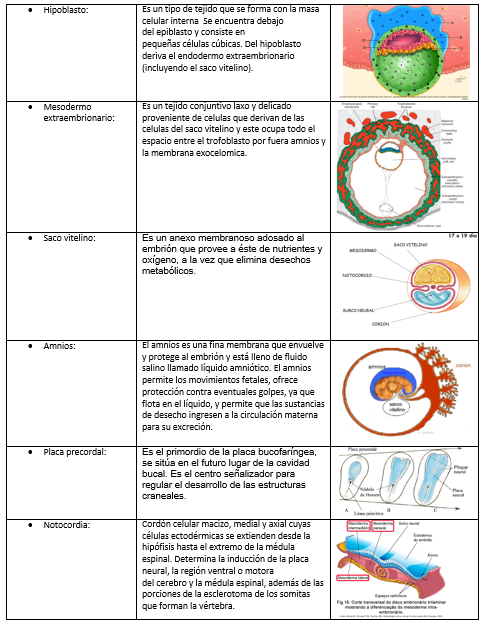 Embriologia: FL-07-TerceraSemanaDelDesarrollo-Rodriguez-Caicedo-AM