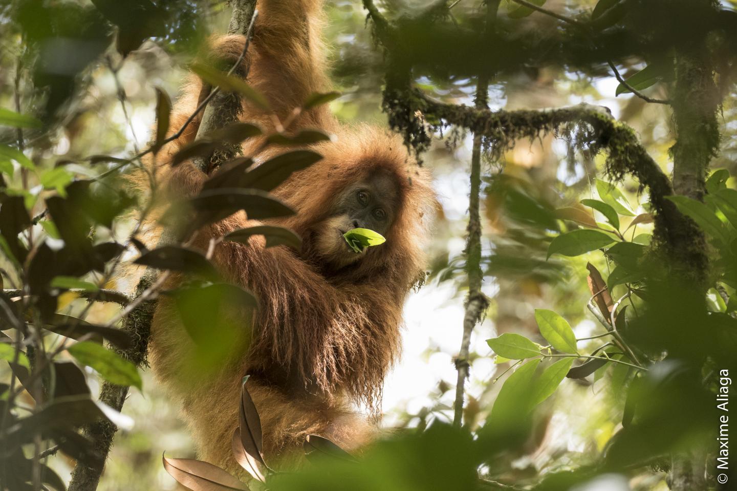 New Species of Great Apes Found While Global Warming is Looking Worse