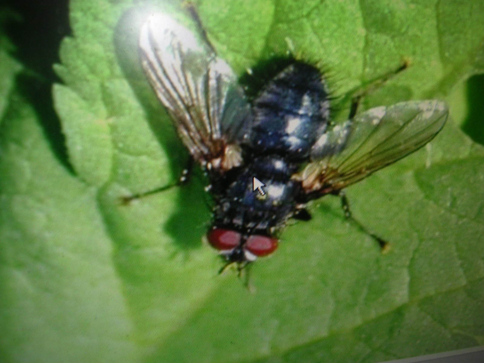 Tony's Blog: Blowflies