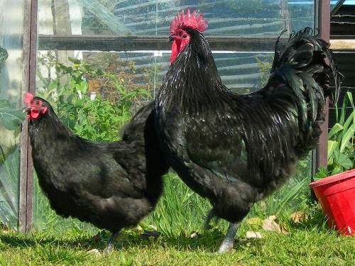 ALL CHICKEN BREEDS FROM AUSTRALIA