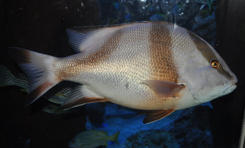 ZOOTOGRAFIANDO (MI COLECCIÓN DE FOTOS DE ANIMALES): PARGO ROJO ...