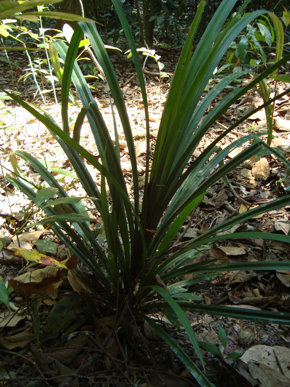 Smart Green: TUMBUHAN-TUMBUHAN LAIN YANG DITEMUI