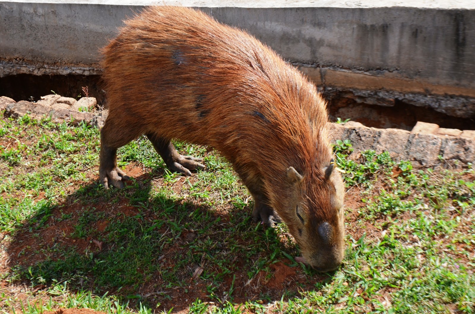 É O BICHO: CAPIVARAS