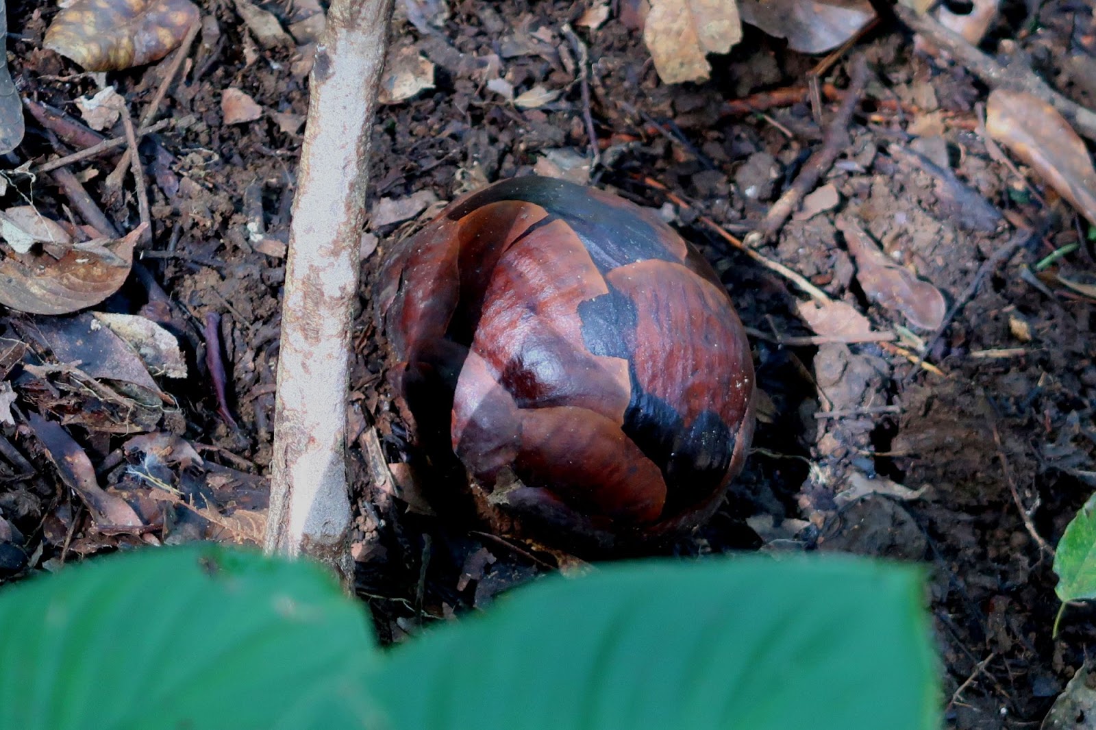 Paling Populer 28+ Gambar Patung Bunga Rafflesia Arnoldi - Gambar Bunga ...