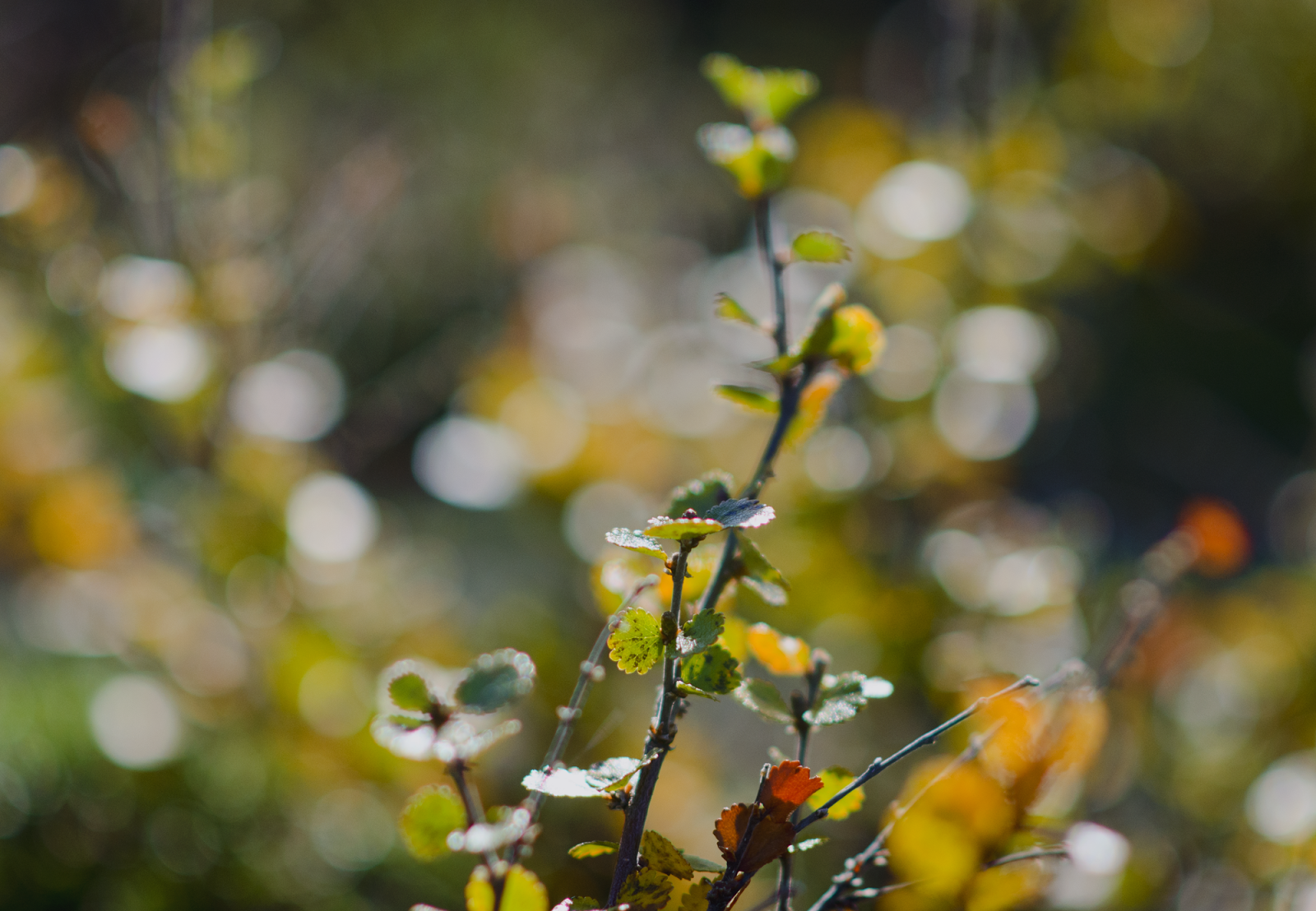 rohelisemrohi: Norra 2.0: Lofoodid (kuidas me jälle üle 3000 km maha ...