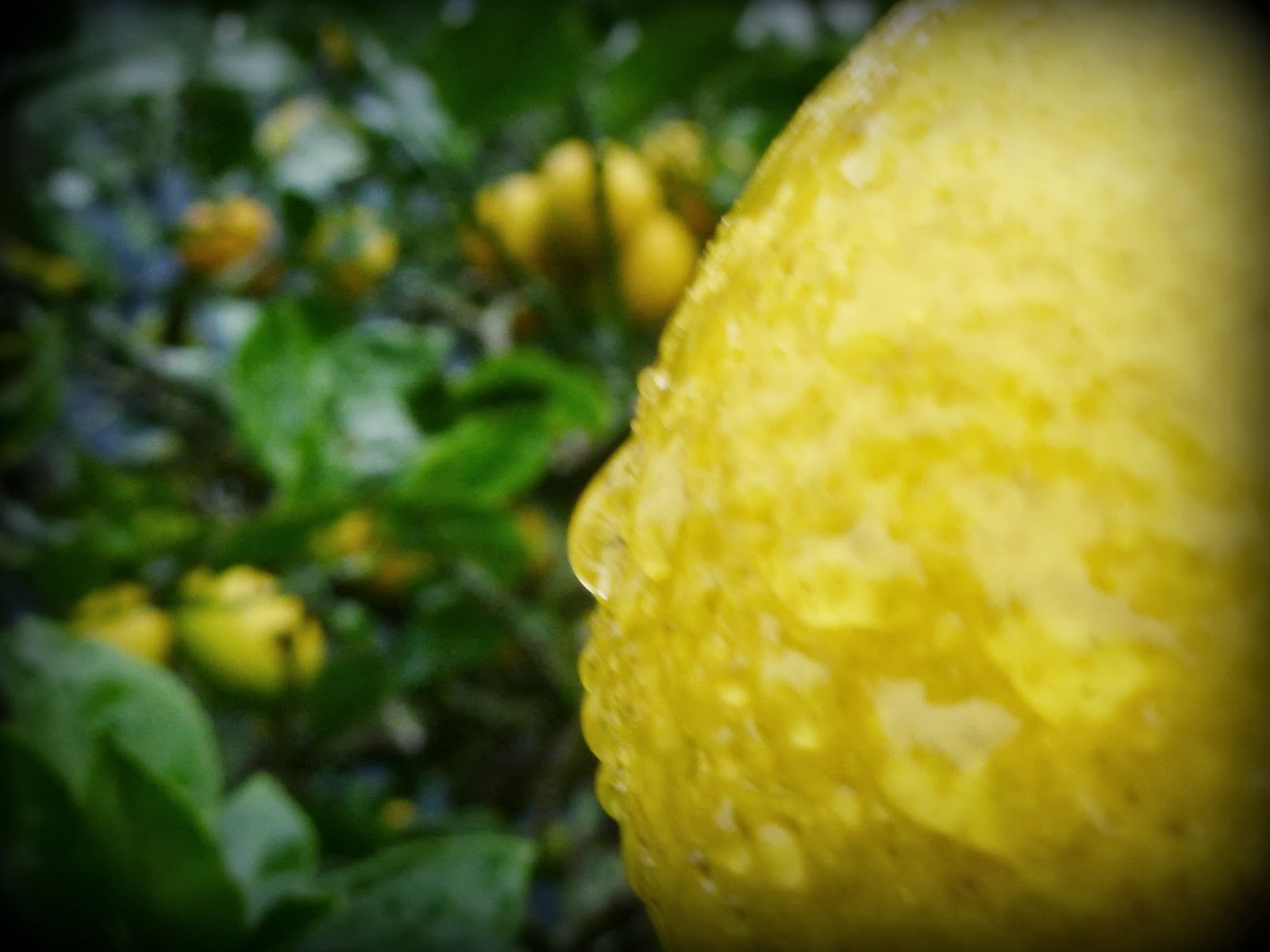 Grit and Giggles: Tasty Tuesday: Lemon Sago