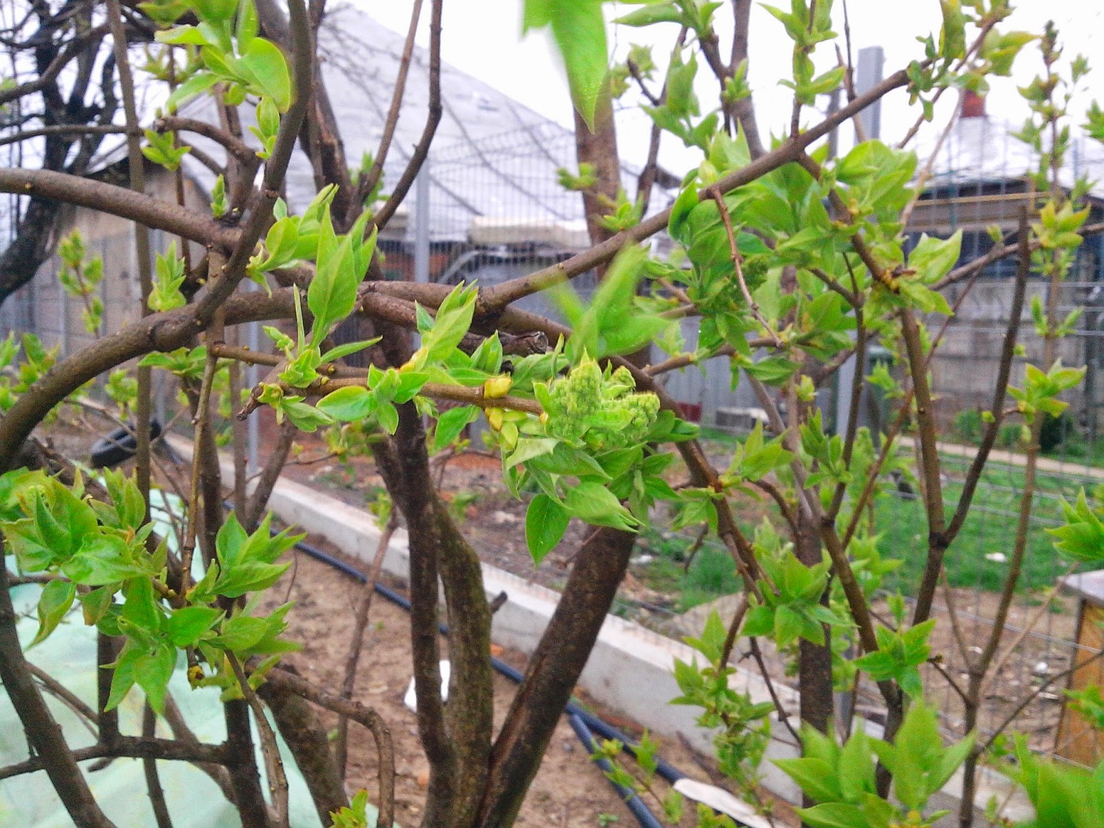 Explorator prin viata: Jurnalul unui gradinar amator (10)