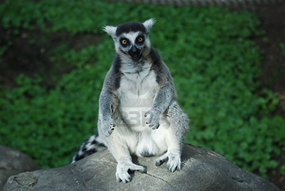 Funny Animals: Funny Lemur