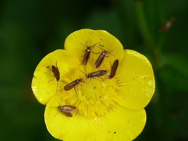 Valley Naturalist: Micropterigidae