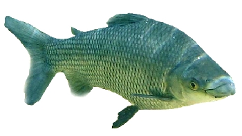 PEIXE CURIMBATÁ (Prochilodus lineatus)