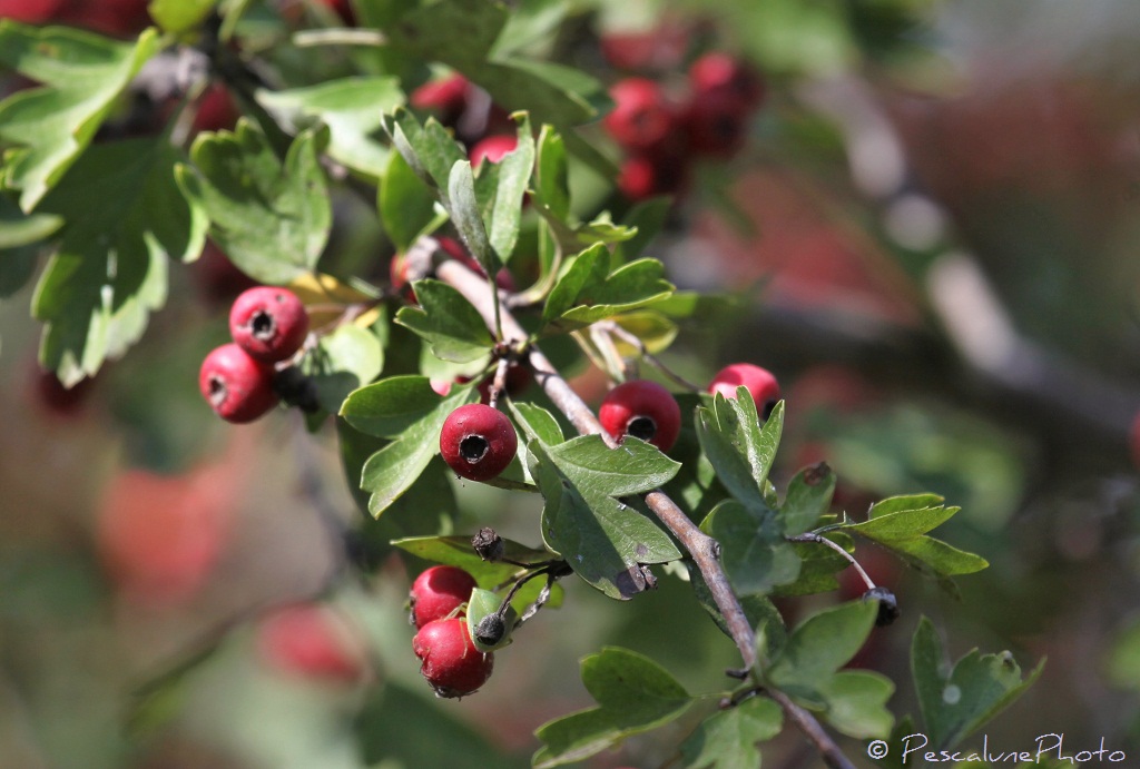 Flore de Camargue: Crataegus monogyna, Aubépine monogyne