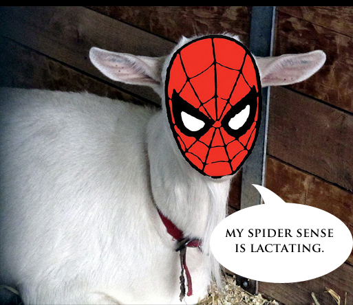 IRONICLAST: SPIDER GOATS