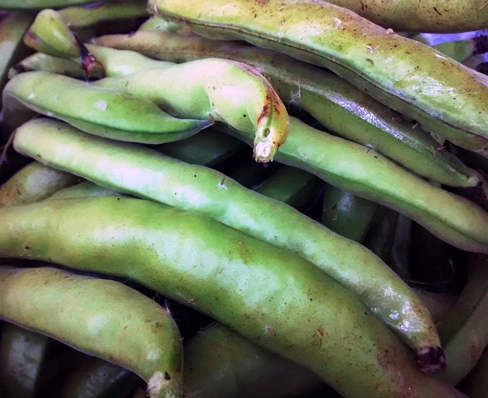 As últimas favas | A Horta e a Cidade