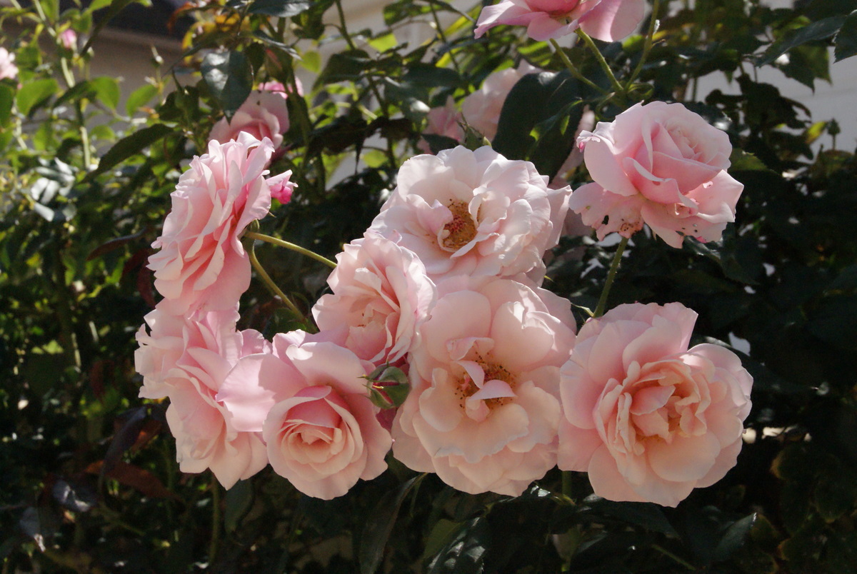 Organic Garden Dreams: September Roses