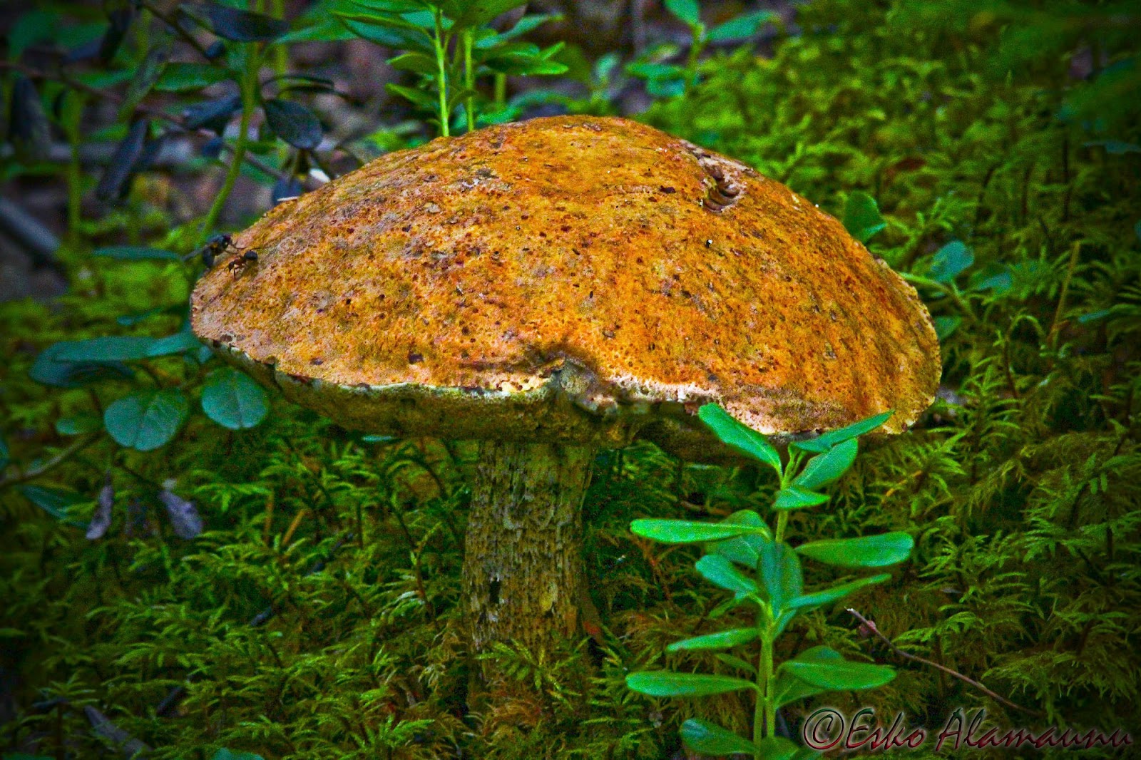 Eko-Kuvia: *SIENI*...