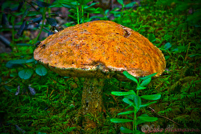 Eko-Kuvia: *SIENI*...