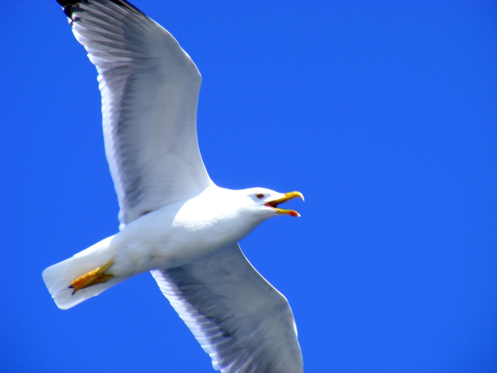 Fotografie: Pescarusi