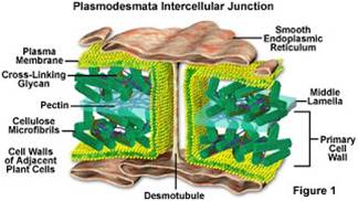 Function of Plasmodesmata