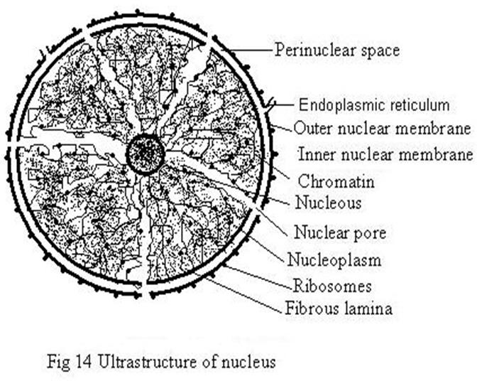 Plant Cell-an introduction ~ Dhiraj's Blog